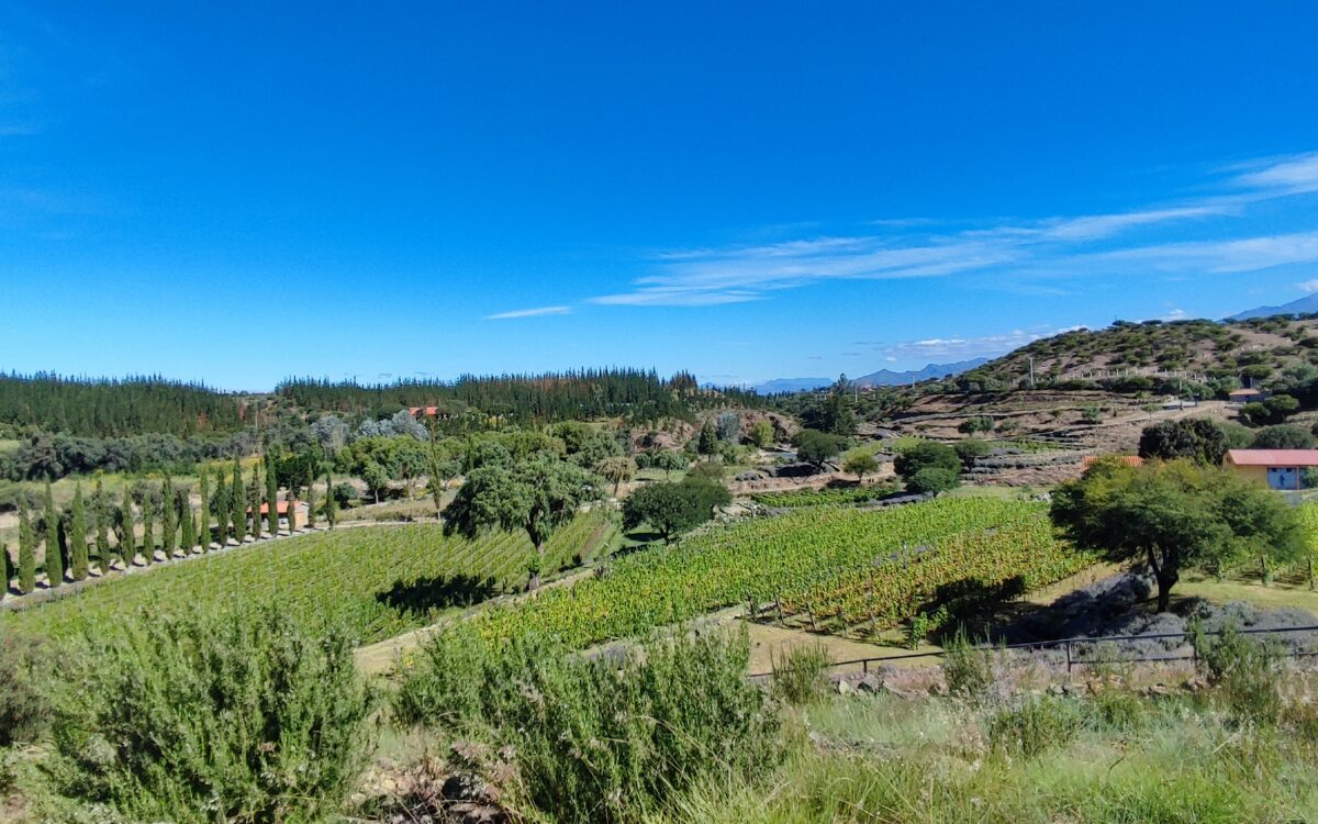 Wine tasting in Tarija, Bolivia's Andalusia